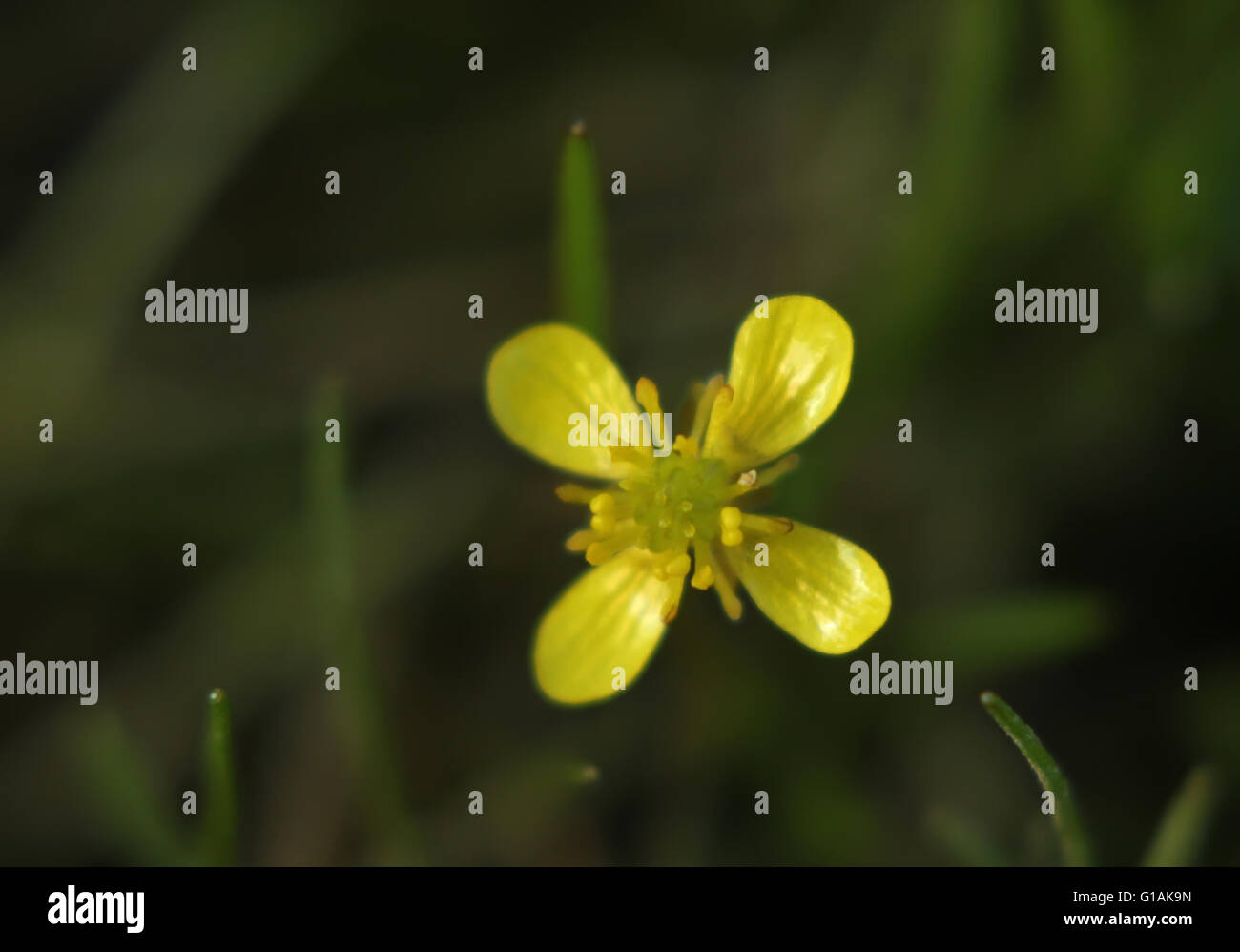 Bog marshcress hi-res stock photography and images - Alamy