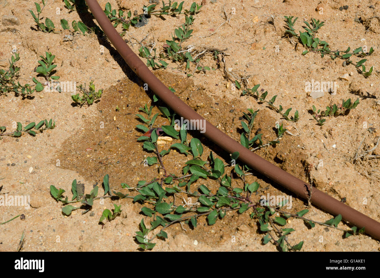 Drip watering system hi-res stock photography and images - Alamy