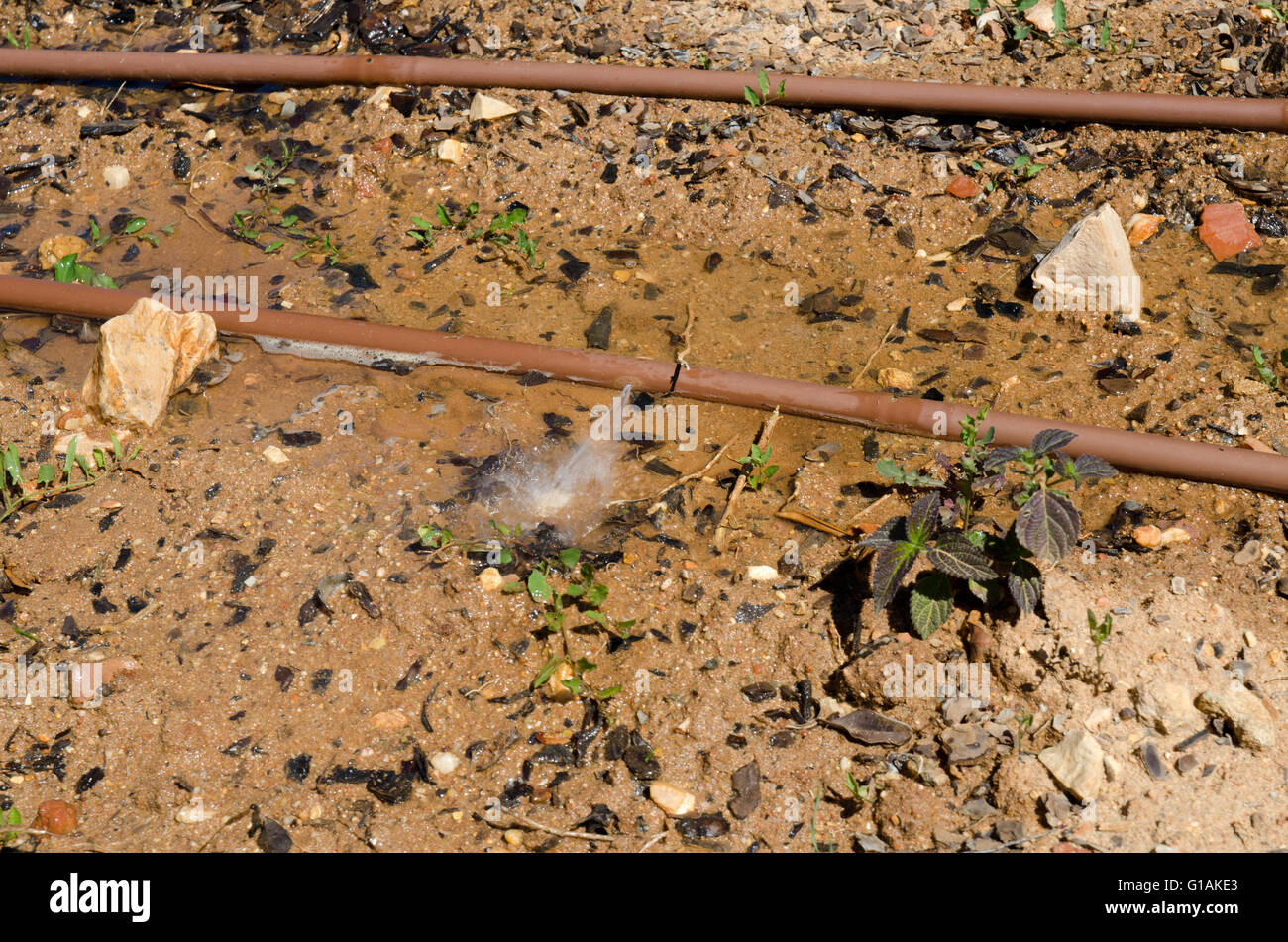 Automatic garden irrigation system showing pipeline with drip holes ...
