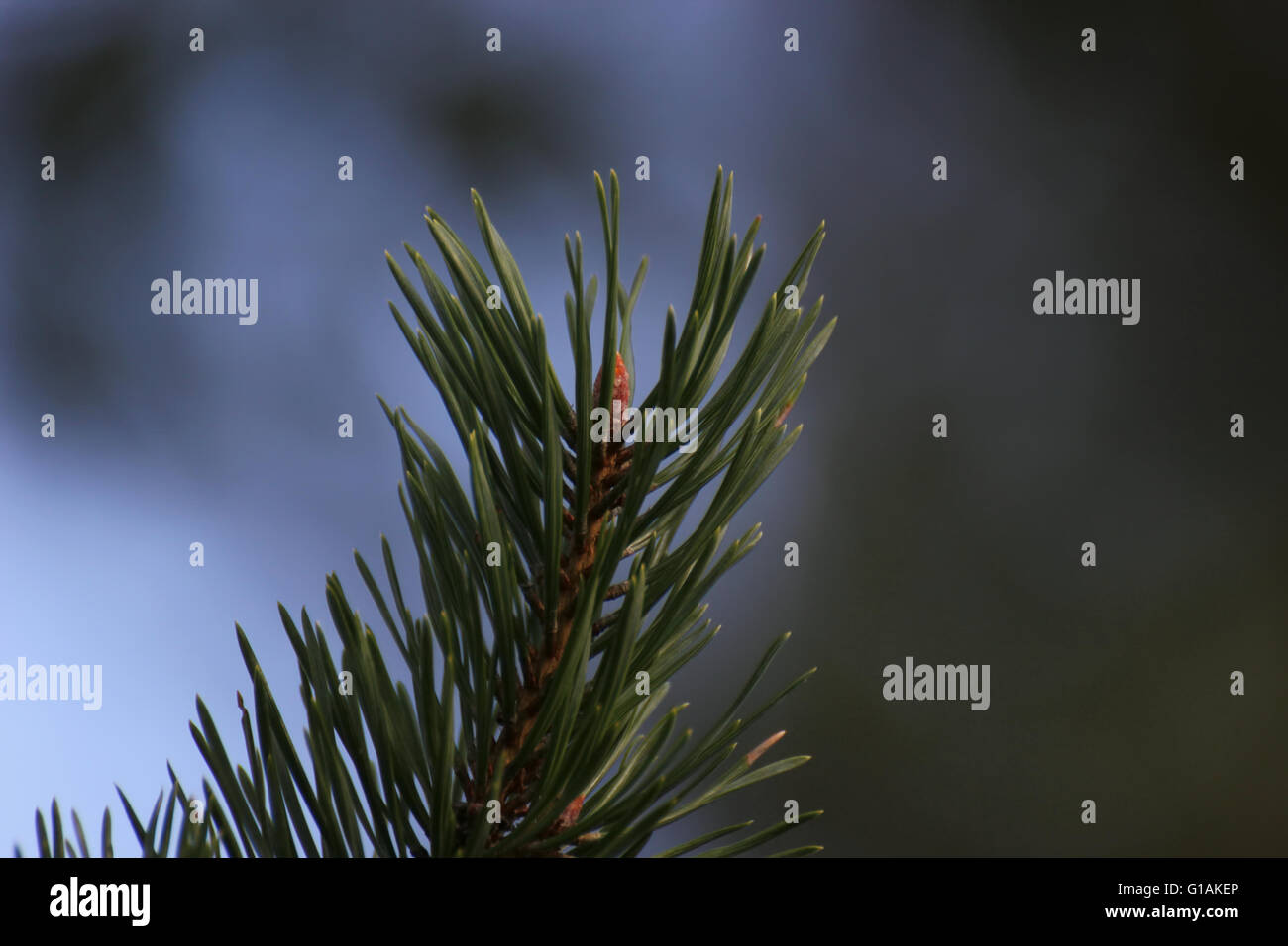Twig of a pine with dark background Stock Photo - Alamy