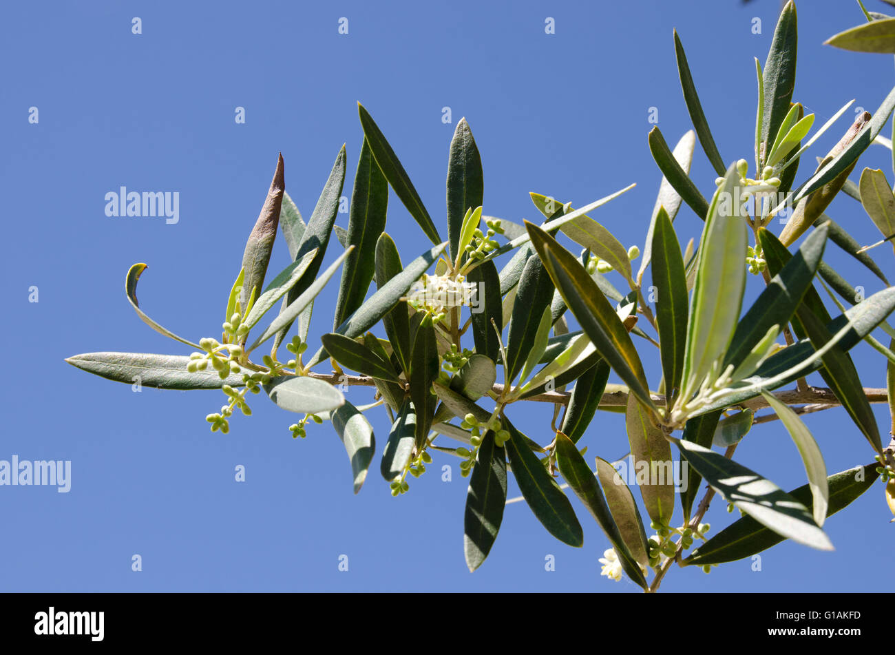 Olive tree flowering hi-res stock photography and images - Alamy