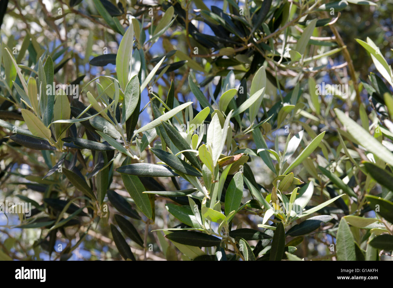 Olive tree leaves close up Stock Photo - Alamy