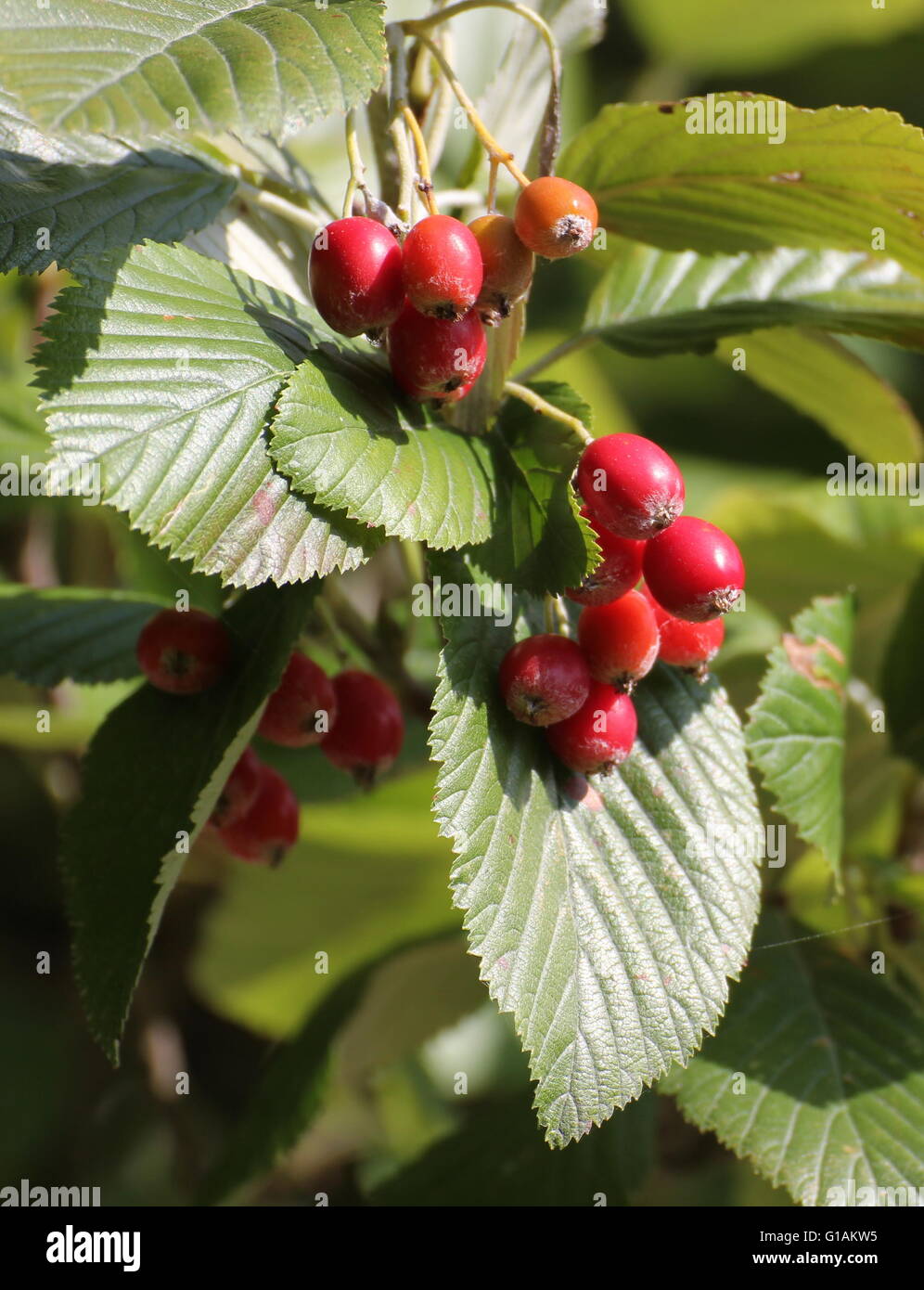 Fruits of whitebeam (Sorbus aria Stock Photo - Alamy