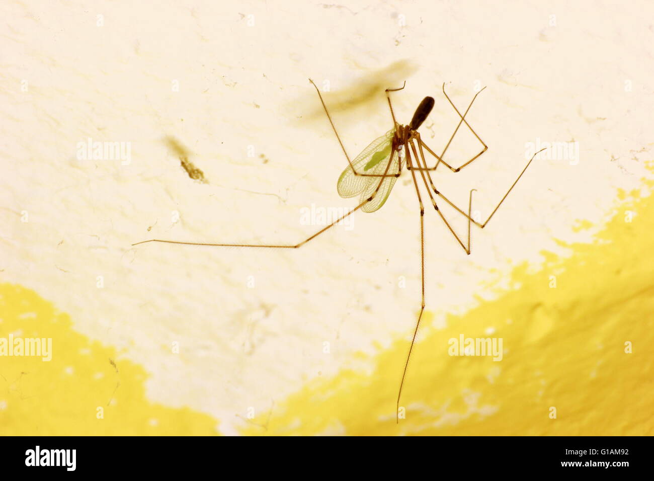 Cellar spider (family Pholcidae) with cranefly prey Stock Photo - Alamy