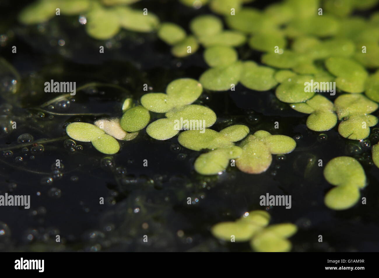 Common duckweed (Lemna minor) floating on water surface Stock Photo - Alamy