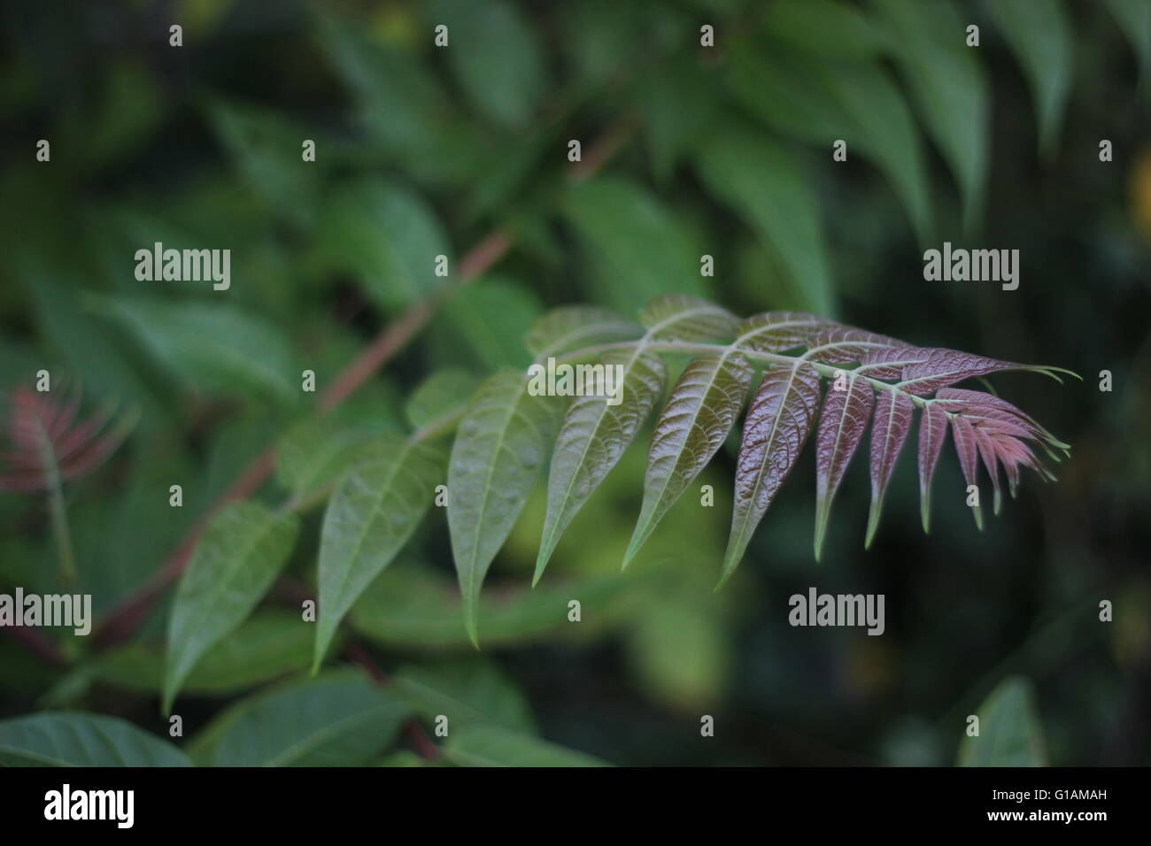 Close up pinnate leaf hi-res stock photography and images - Alamy