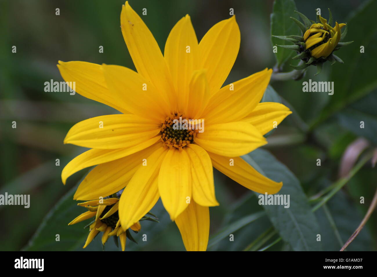 Blossom of the sunroot (Helianthus tuberosus), a root vegetable from ...