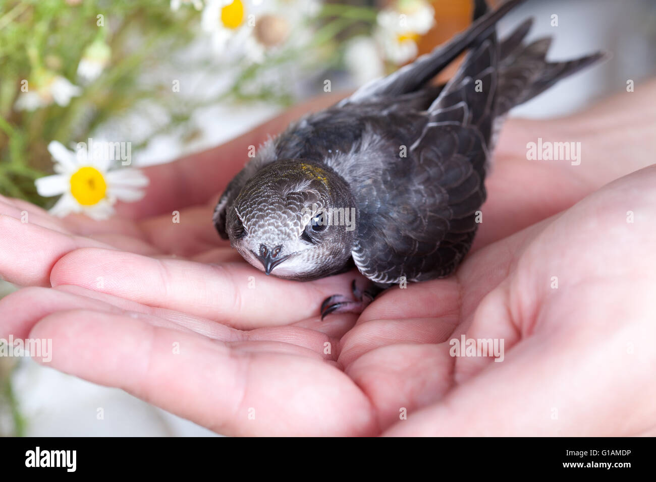 Portrait of an Young Eurasian Swift sitting on hands Stock Photo - Alamy