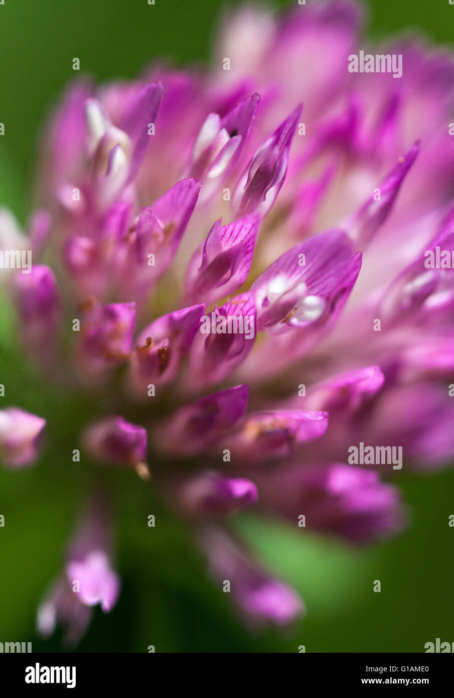 Red clover in grass hi-res stock photography and images - Alamy