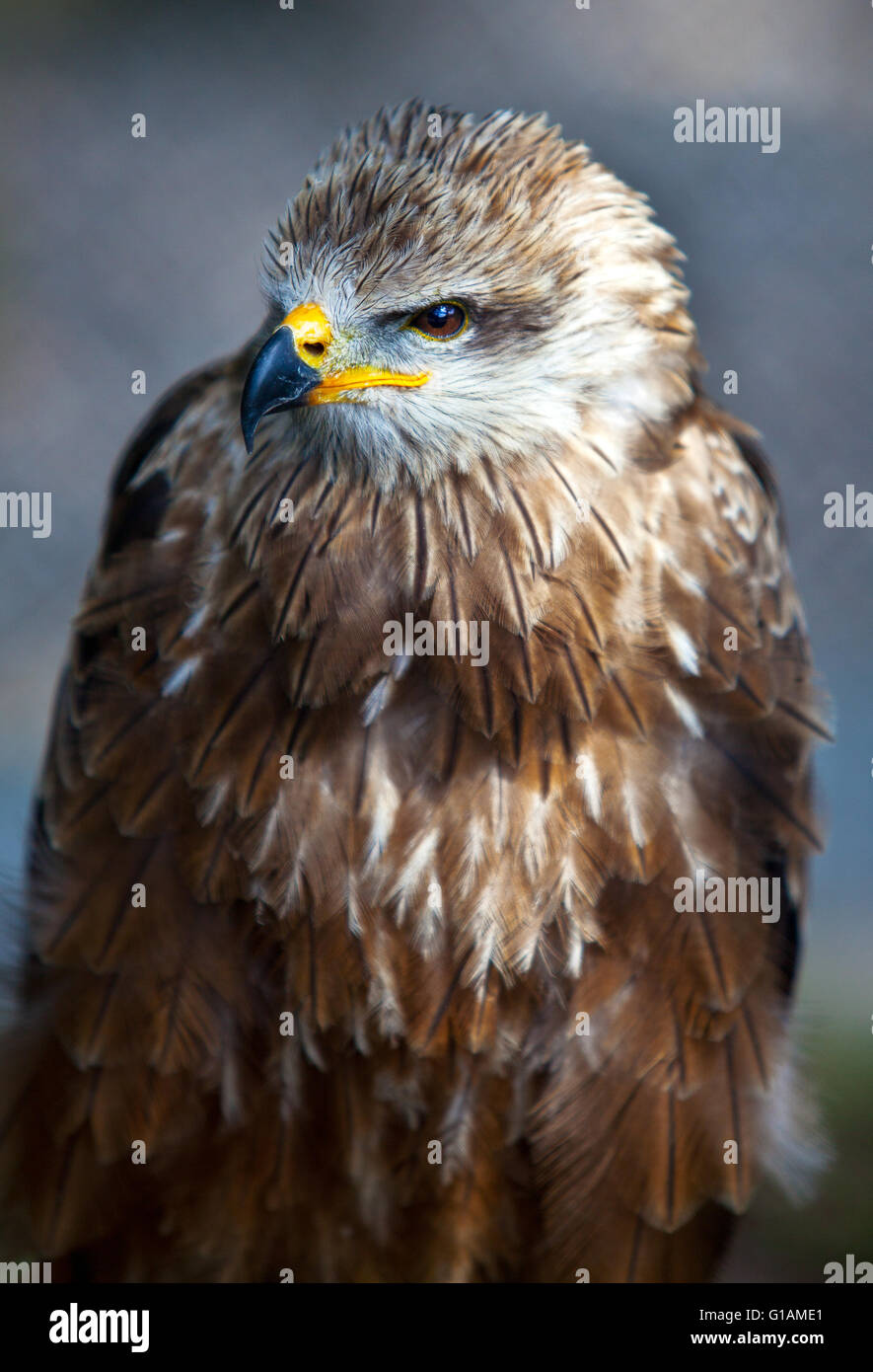 Closeup Portrait of an Common European Buzzard Stock Photo - Alamy