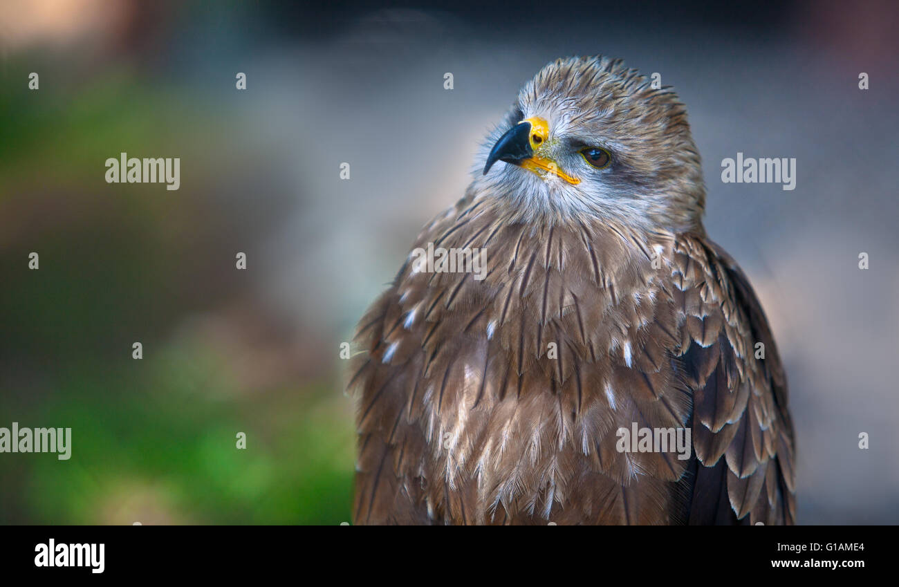 Closeup Portrait of an Common European Buzzard Stock Photo - Alamy