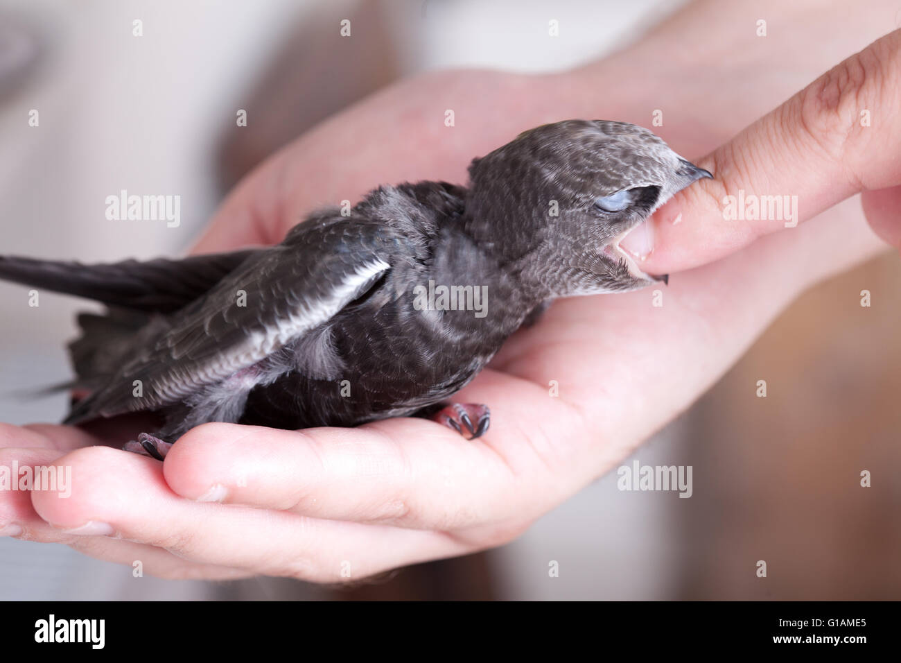 Portrait of an Young Eurasian Swift sitting on hands while feeding ...