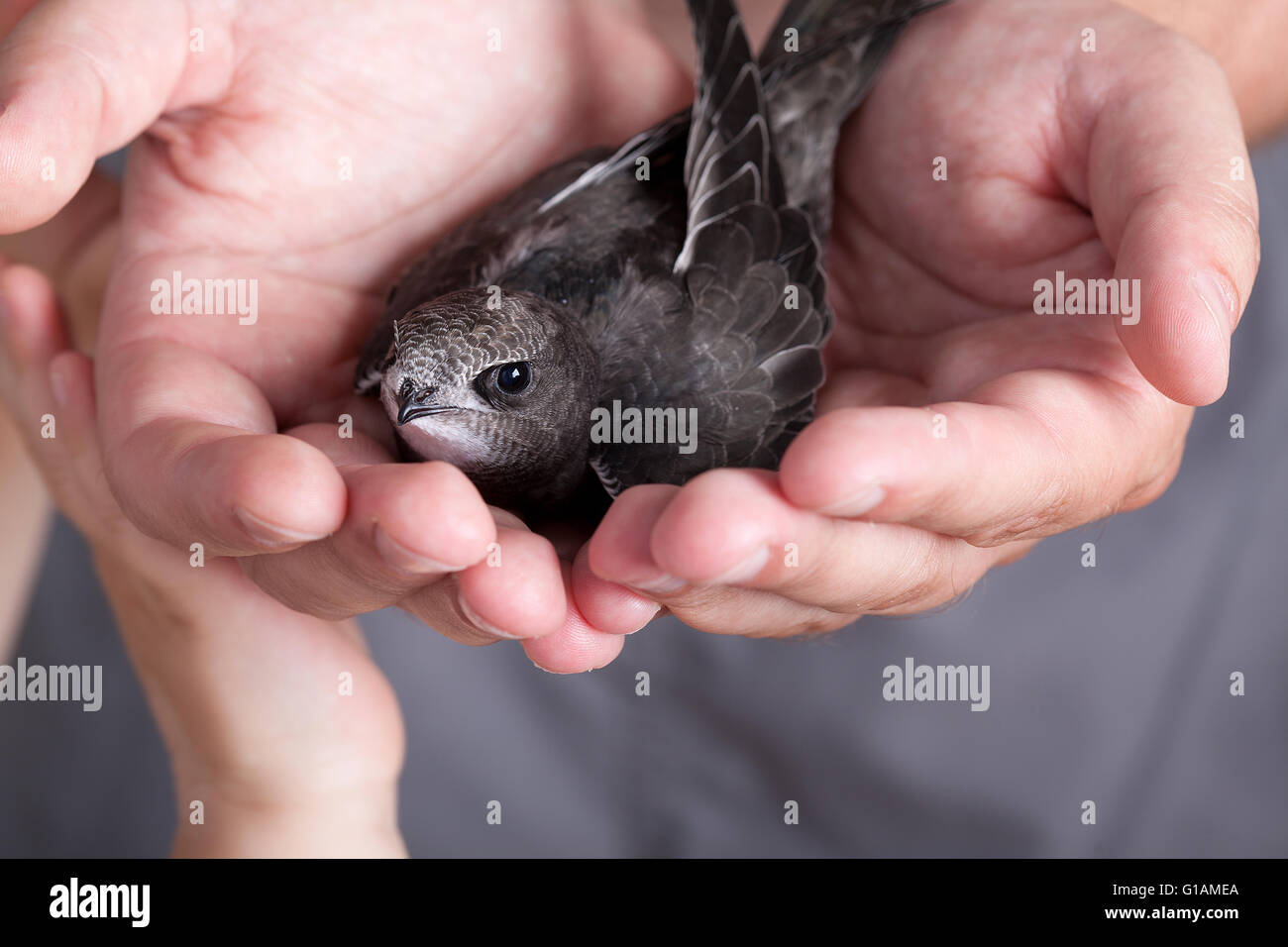 Portrait of an Young Eurasian Swift sitting on hands Stock Photo - Alamy