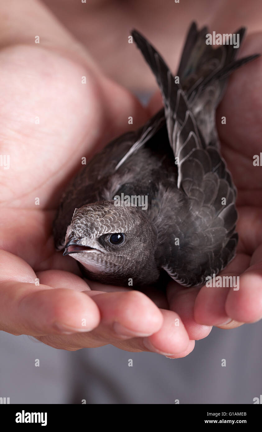 Portrait of an Young Eurasian Swift sitting on hands Stock Photo - Alamy
