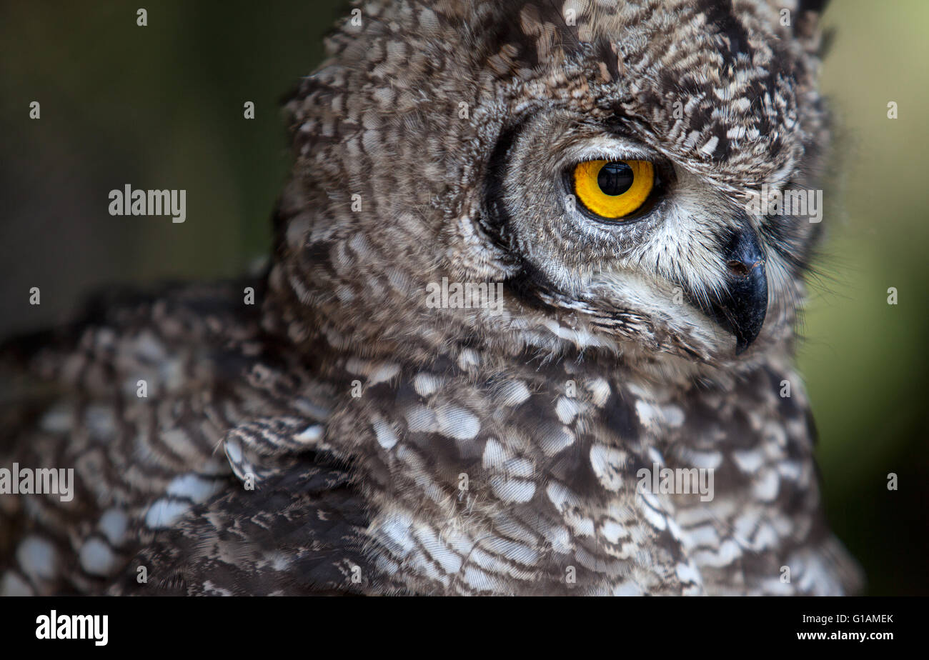 Sharp great eyes owl hi-res stock photography and images - Alamy