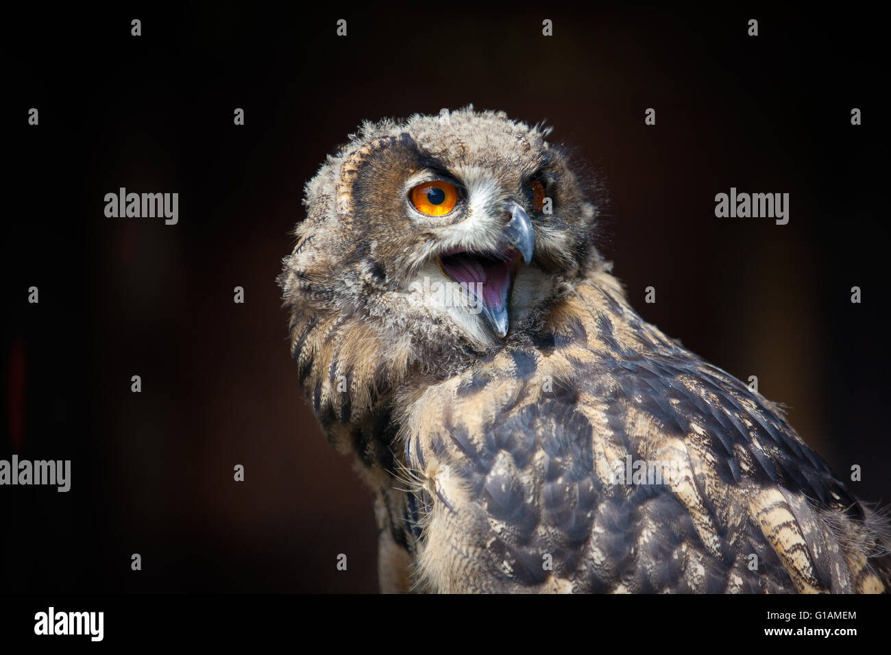 Closeup portrait of an great European Owl Stock Photo - Alamy
