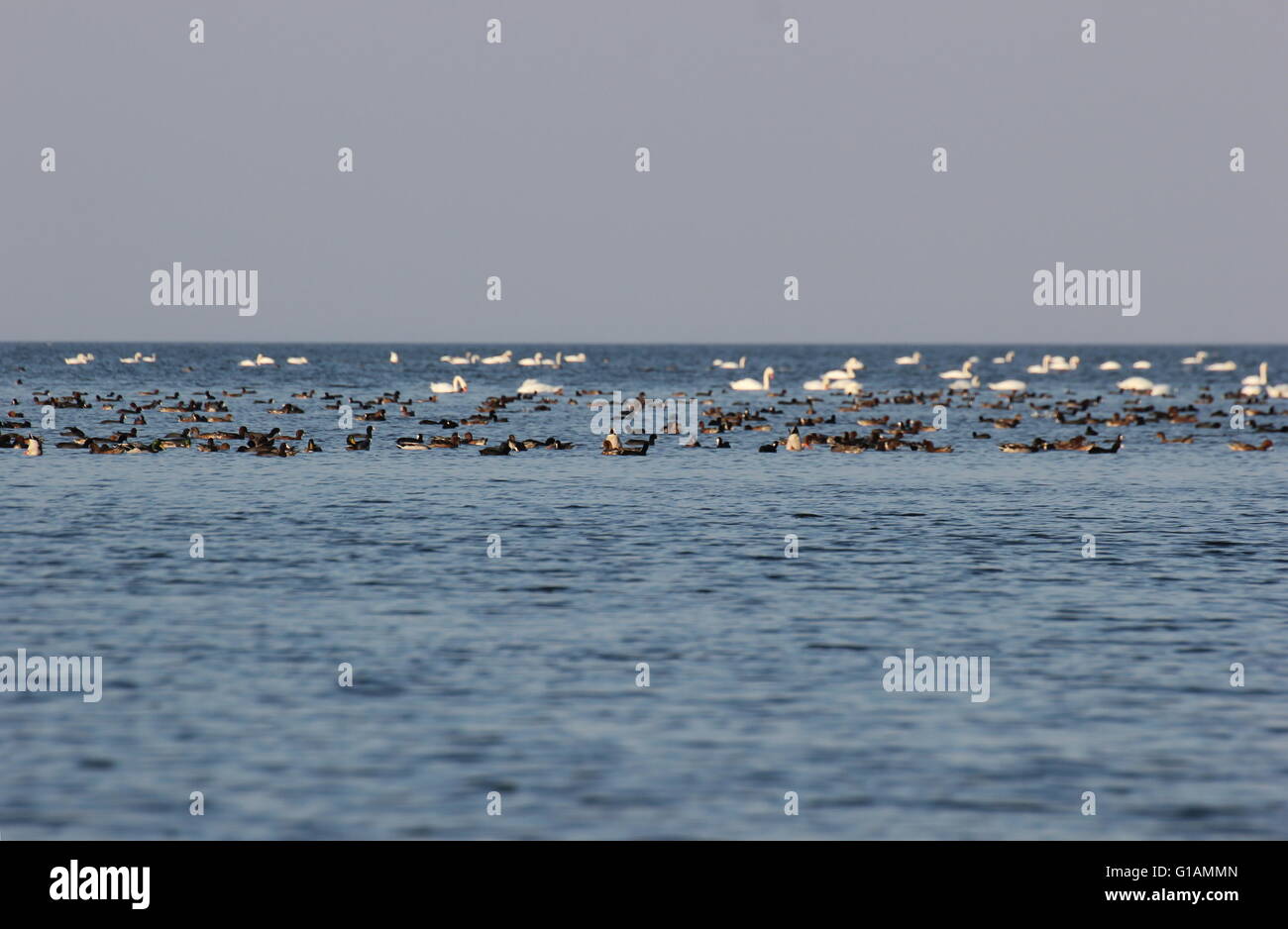 Various water birds, e.g. swans and ducks, swimming on sea Stock Photo ...