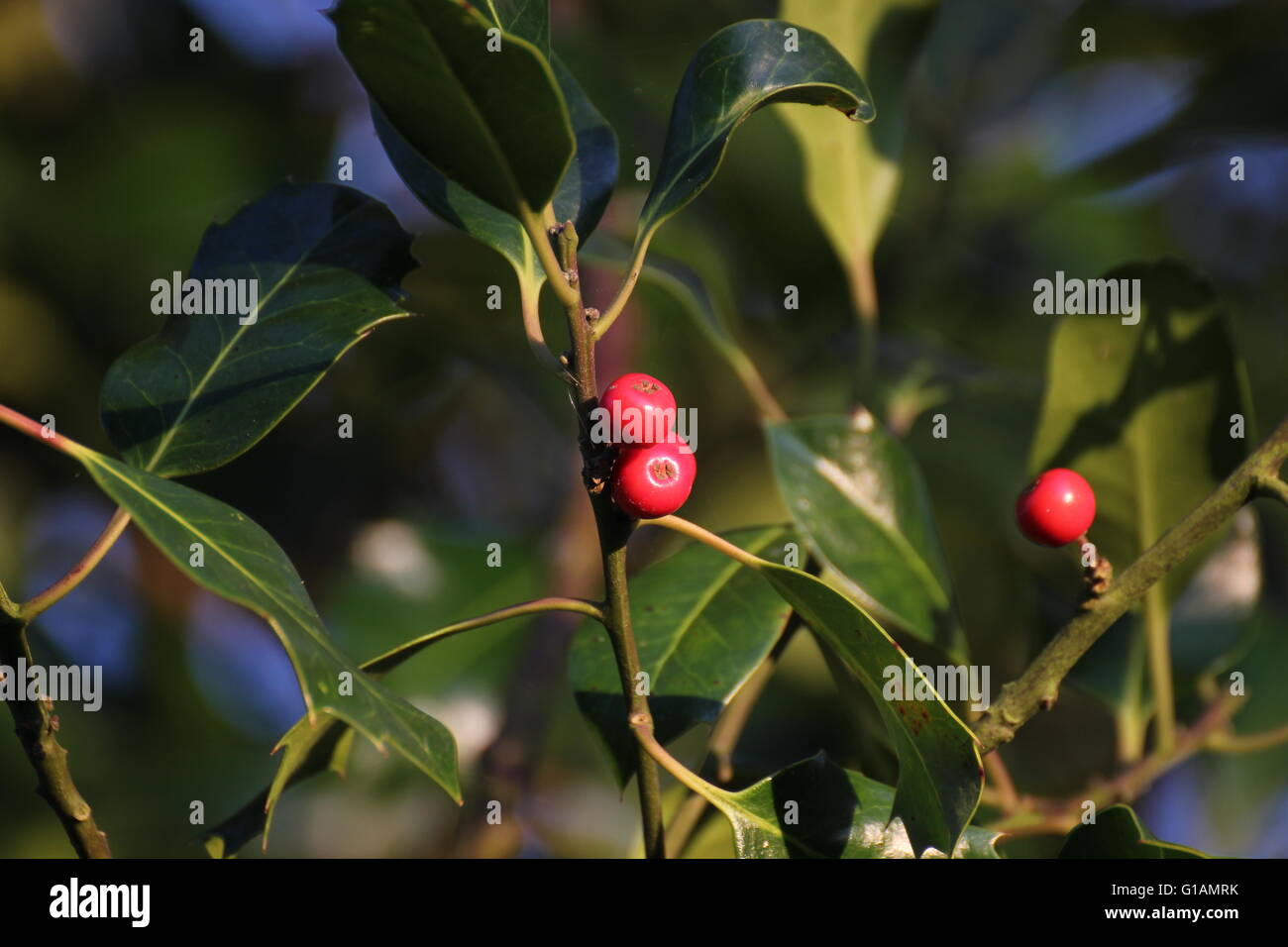 Common holly (Ilex aquifolium) with red berries Stock Photo - Alamy