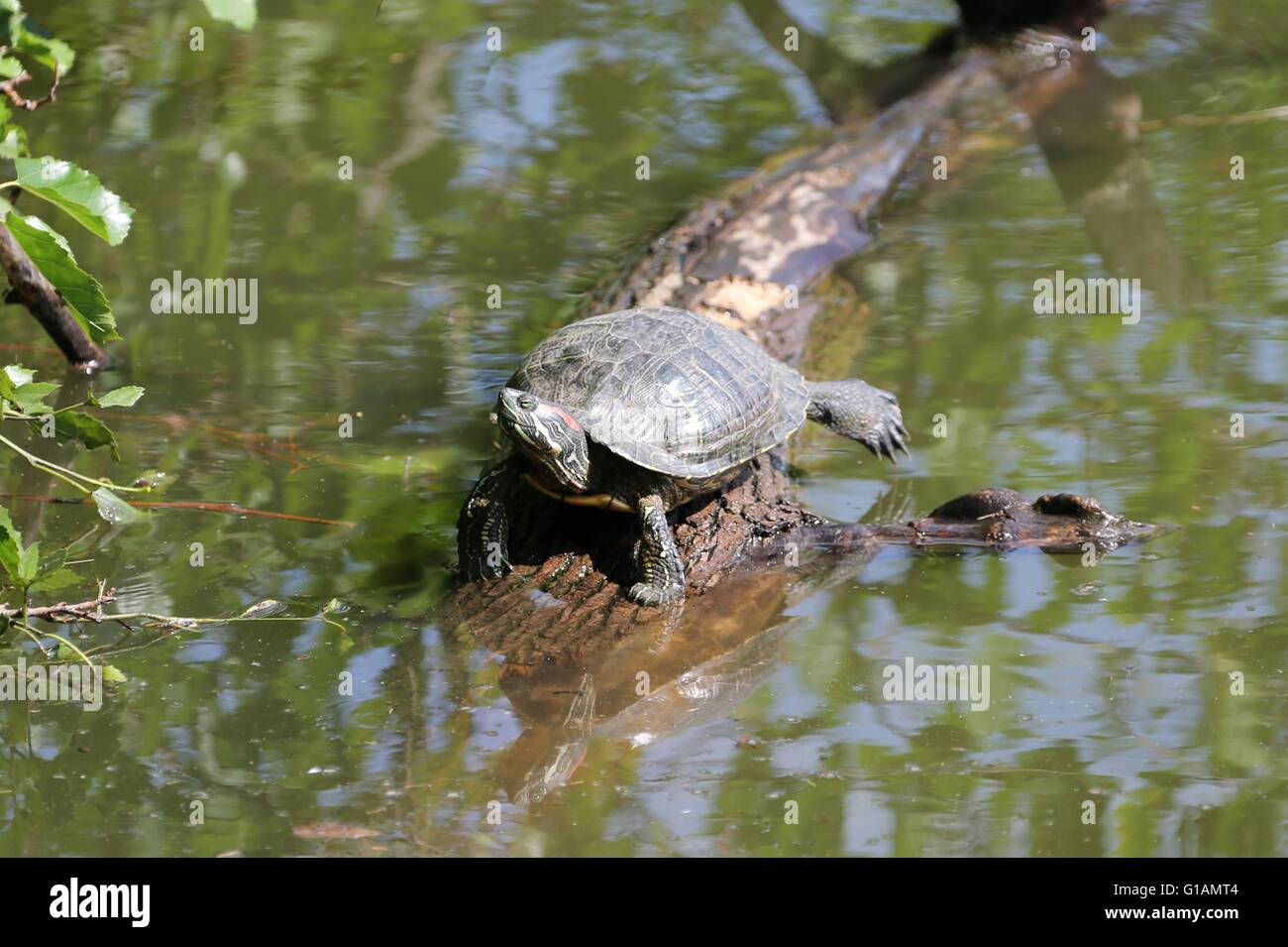 Turtle on a log Stock Photo - Alamy