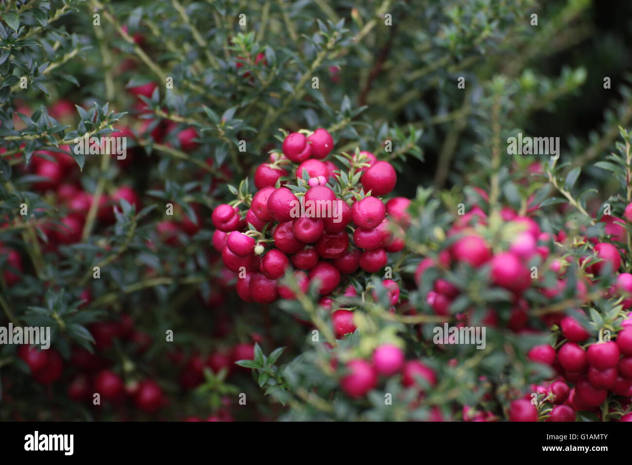Pink berries of the ornamental shrub Gaultheria Mucronata Stock Photo ...