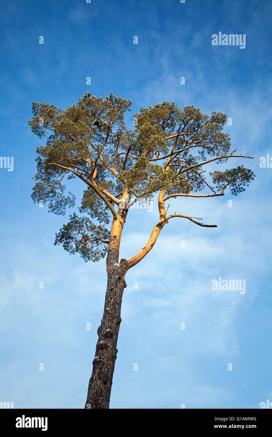 Blue pine tree hi-res stock photography and images - Alamy