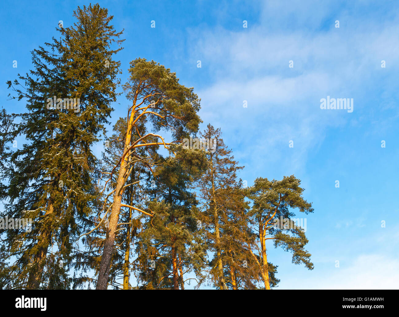 Blue pine tree hi-res stock photography and images - Alamy