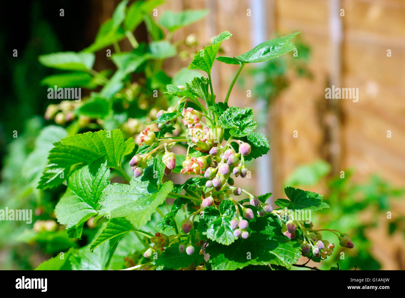 Black currants ribena uk hi-res stock photography and images - Alamy