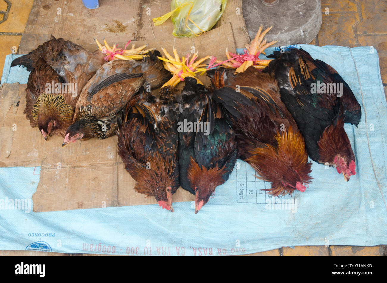 Vietnamese rooster hi-res stock photography and images - Alamy