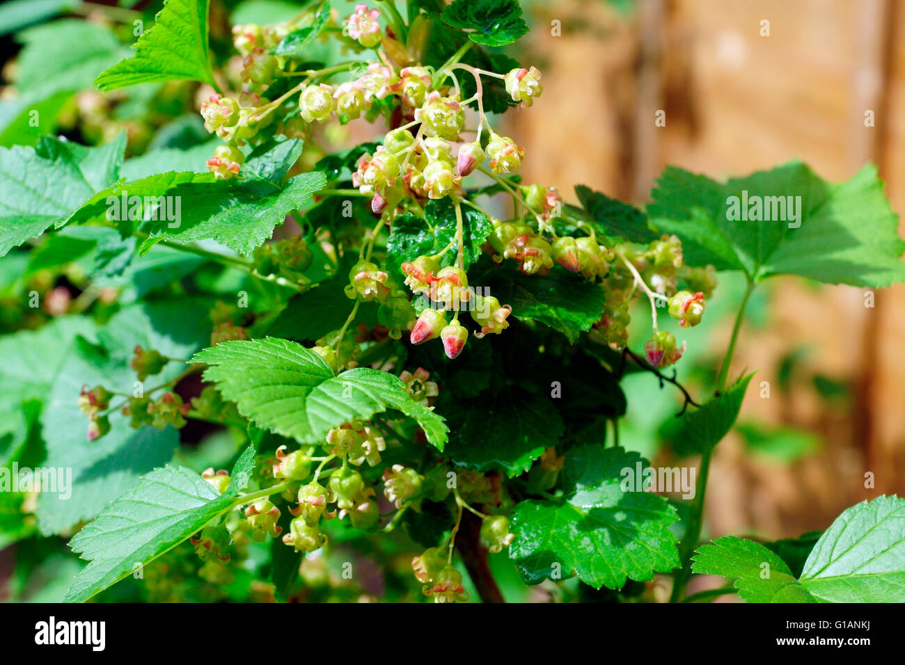BLACK CURRANT MID MAY Stock Photo - Alamy