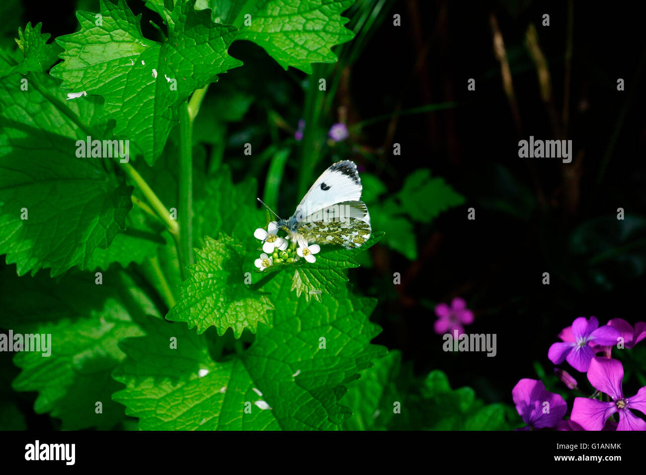 FEMALE ORANGE TIP BUTTERFLY ON A STINGING NETTLE Stock Photo - Alamy