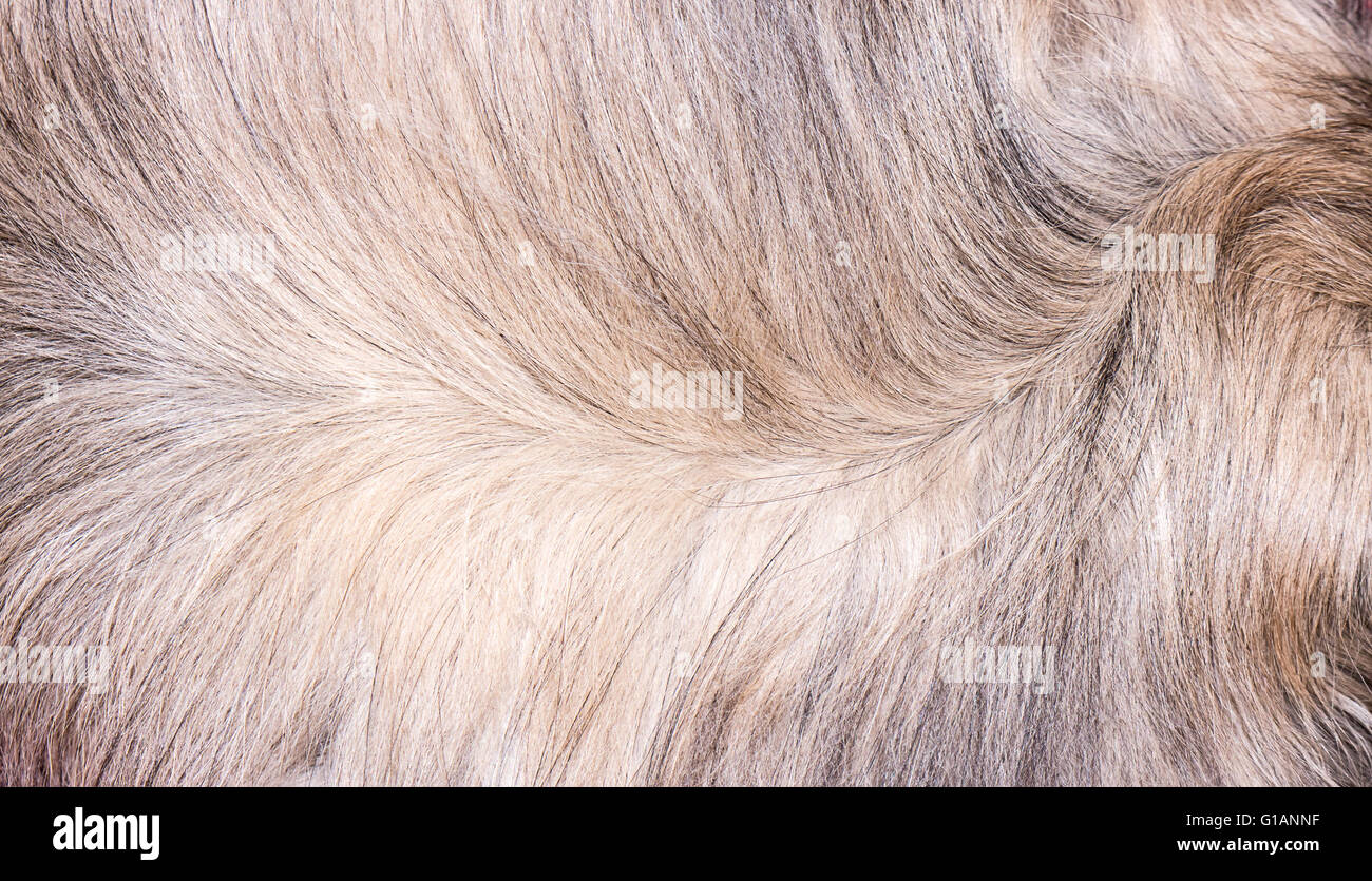 Dog skin texture High Resolution Stock Photography and Images - Alamy