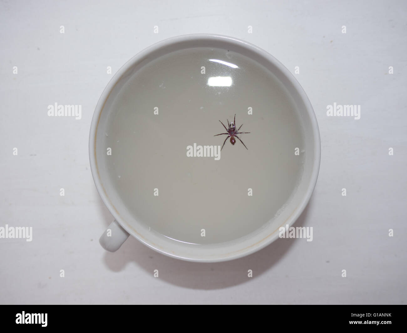 The dead Spider on a background Stock Photo - Alamy