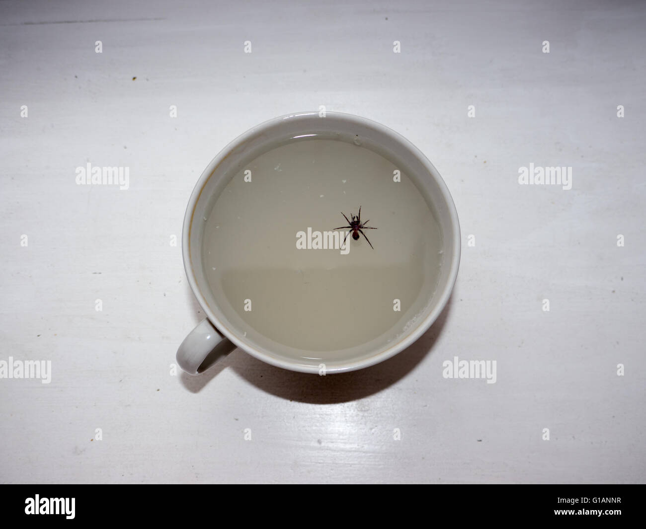 Dead spider hi-res stock photography and images - Alamy