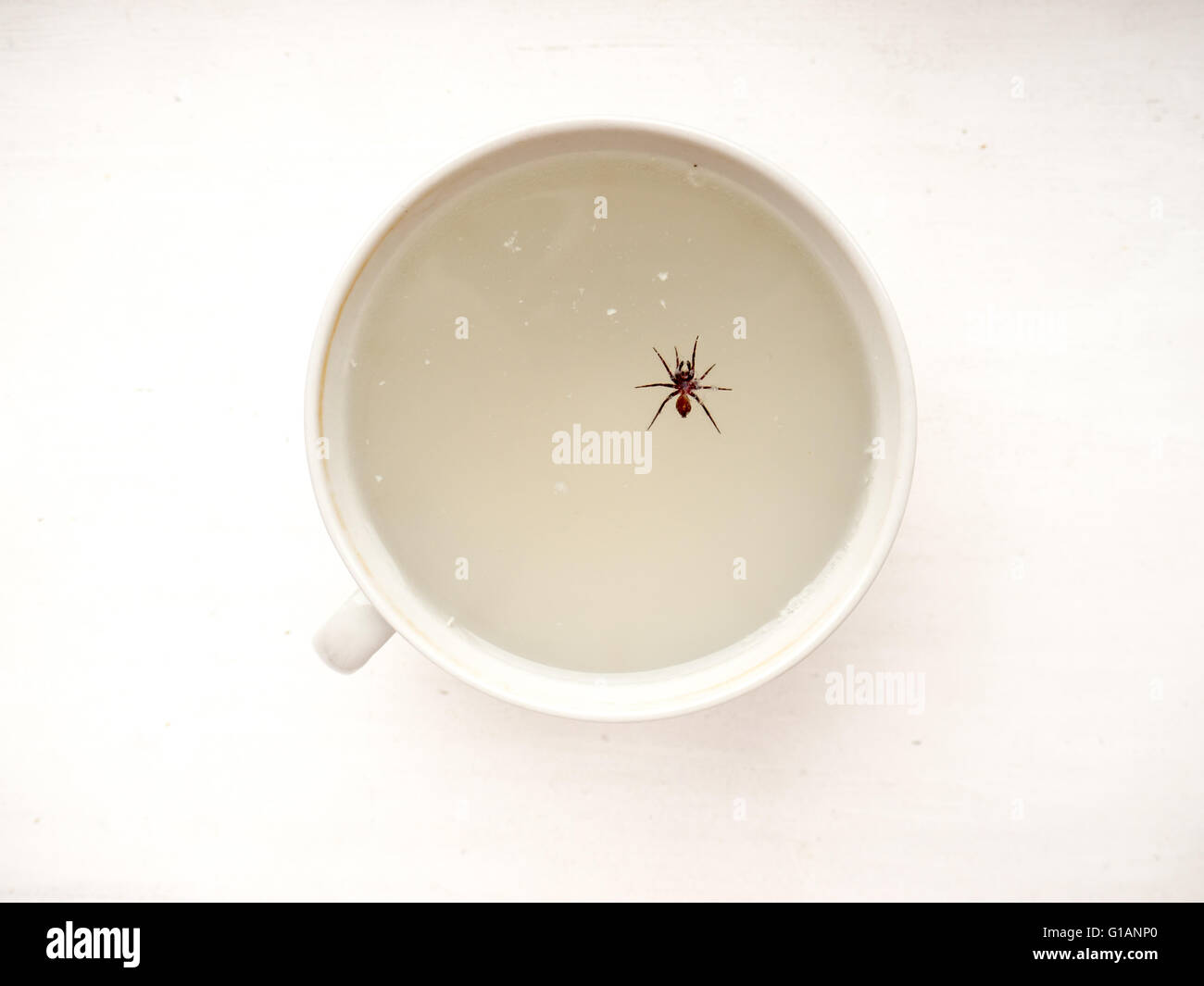 Dead spider hi-res stock photography and images - Alamy