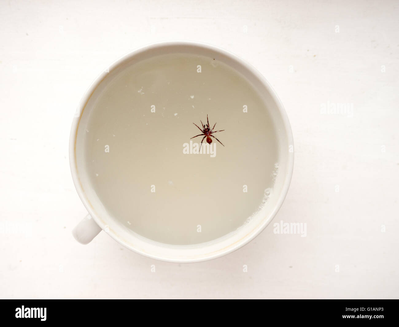 Dead spider hi-res stock photography and images - Alamy
