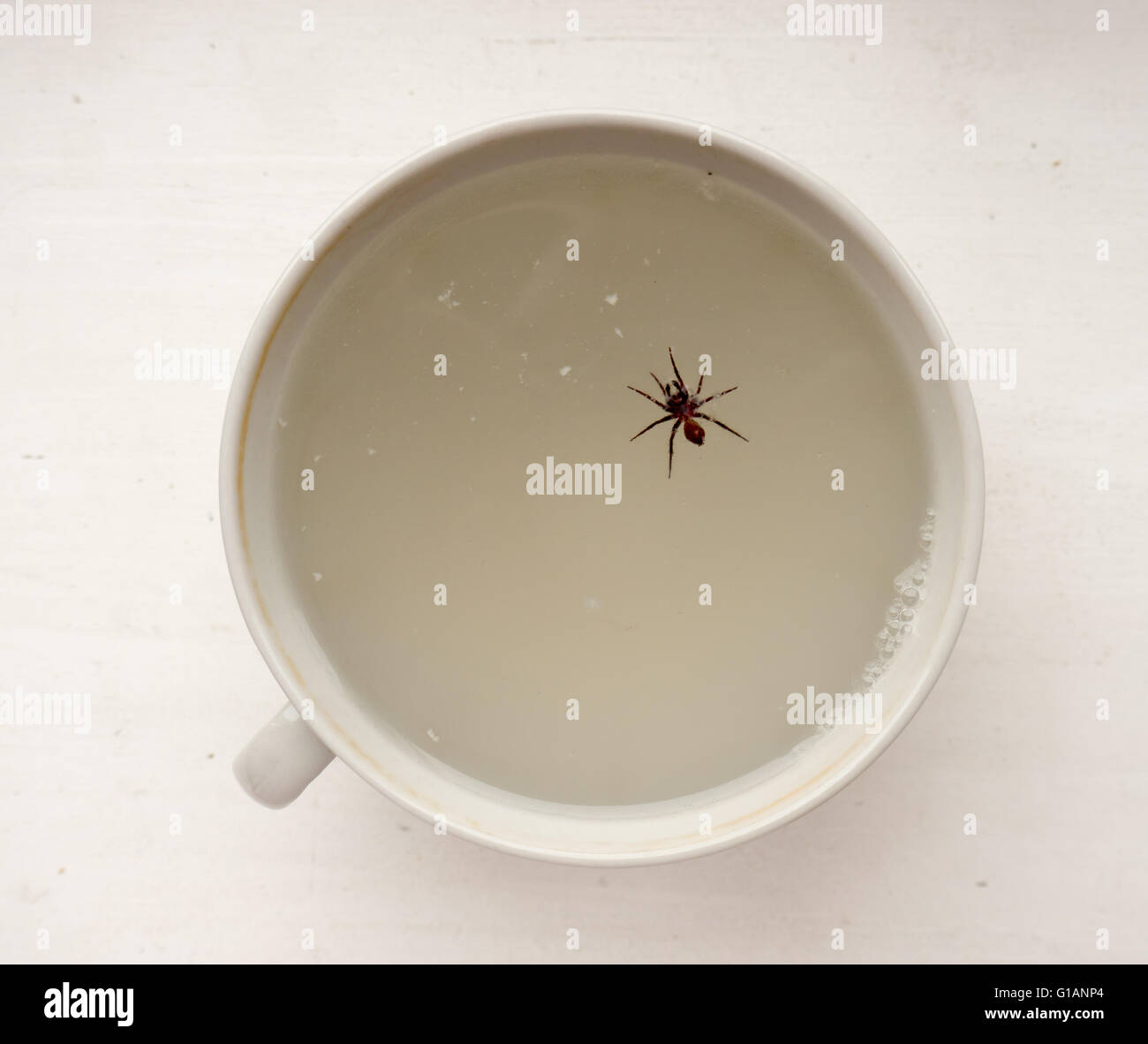 Dead spider hi-res stock photography and images - Alamy