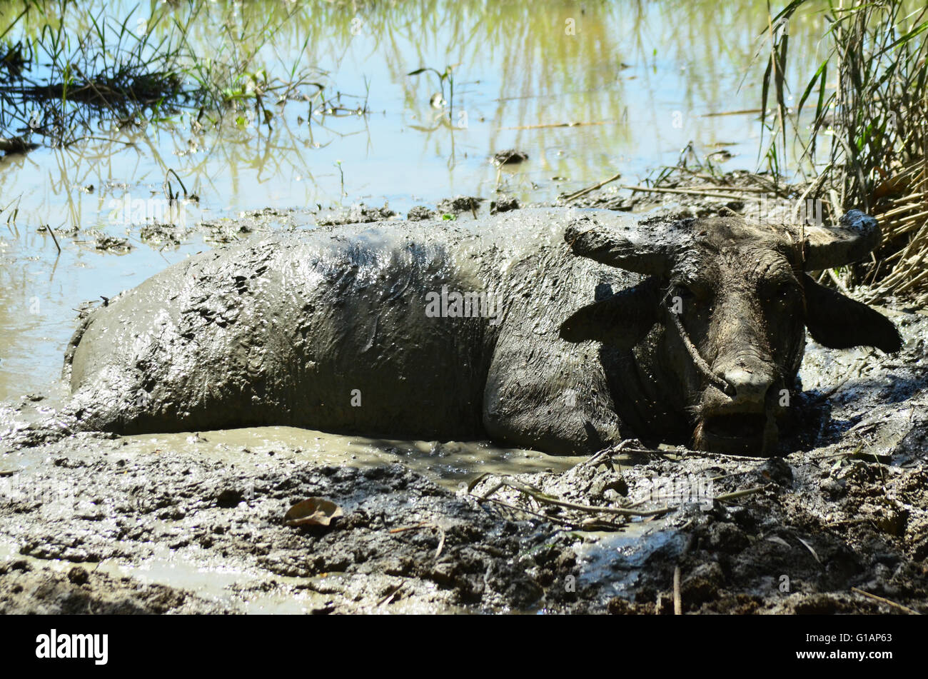 A Water buffalo bathing in a mud pool Stock Photo - Alamy