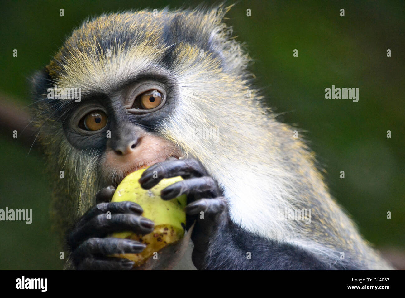 Mona monkey cercopithecus mona hi-res stock photography and images - Alamy