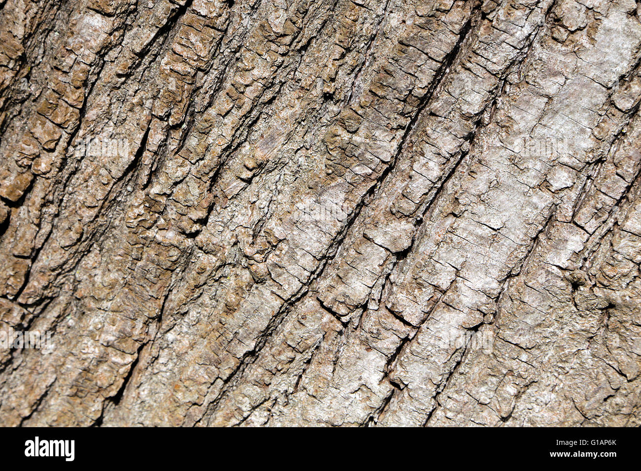 Bark structure hi-res stock photography and images - Alamy