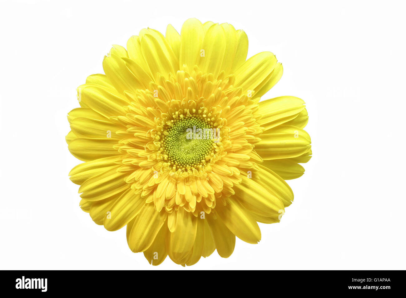 Yellow Gerbera Flower Stock Photo - Alamy