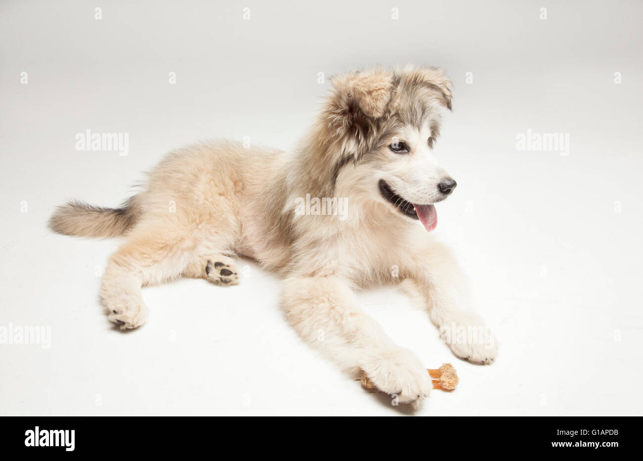 Adorable mixed breed rescue puppy Stock Photo - Alamy