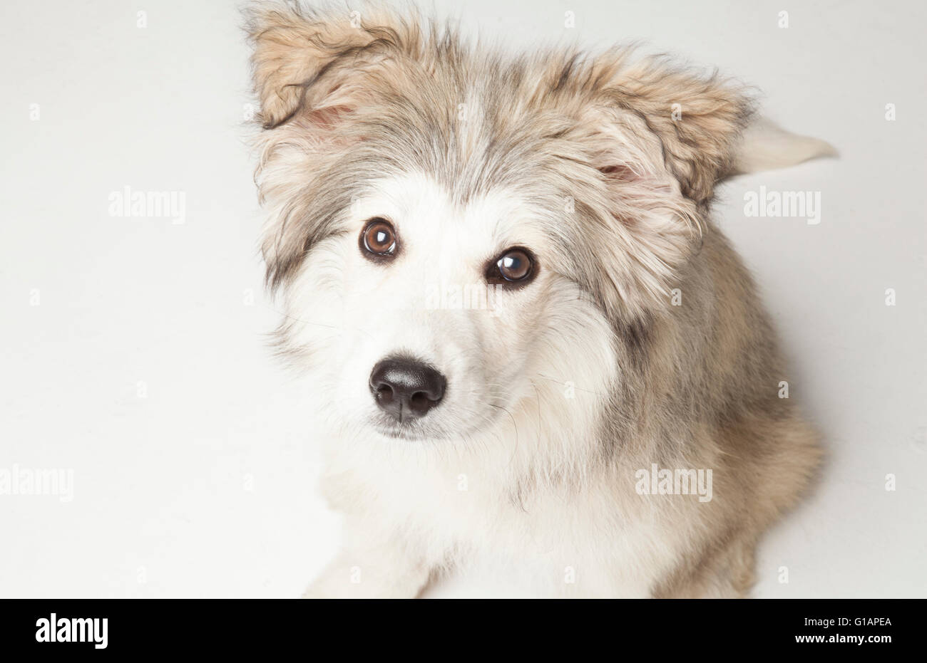 Adorable mixed breed rescue puppy Stock Photo - Alamy