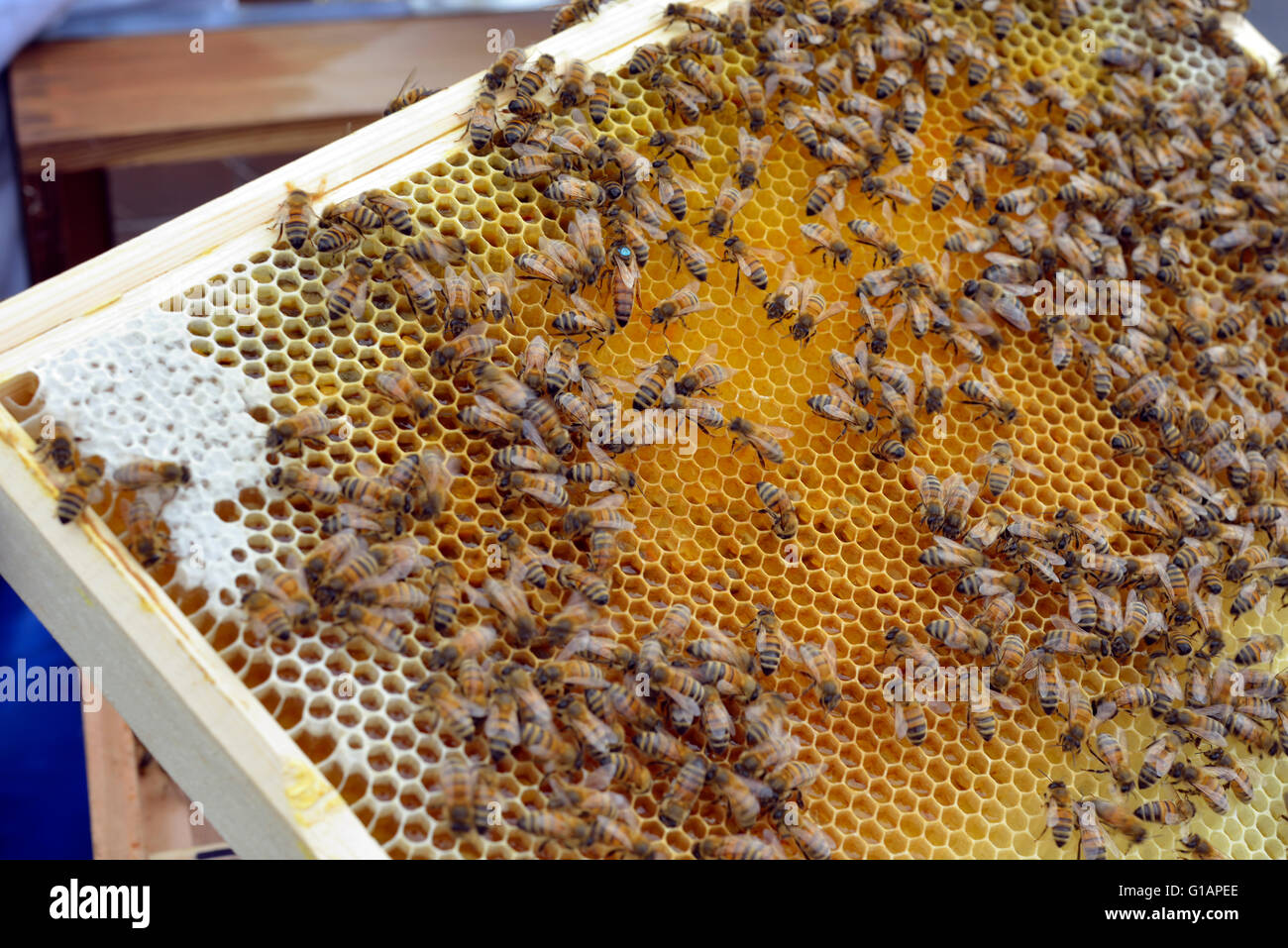 Bee frame with bees hi-res stock photography and images - Alamy