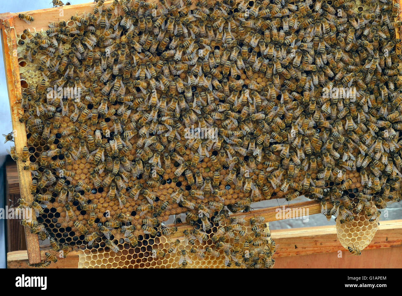 Hive frame hi-res stock photography and images - Alamy