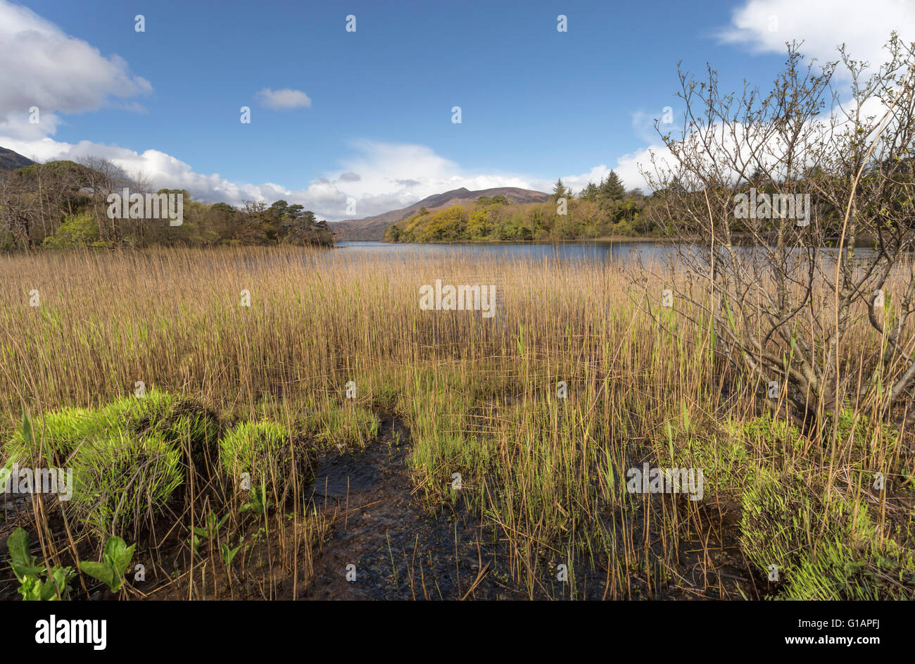 Muckross Lake, also called Middle Lake in the beautiful Killarney ...