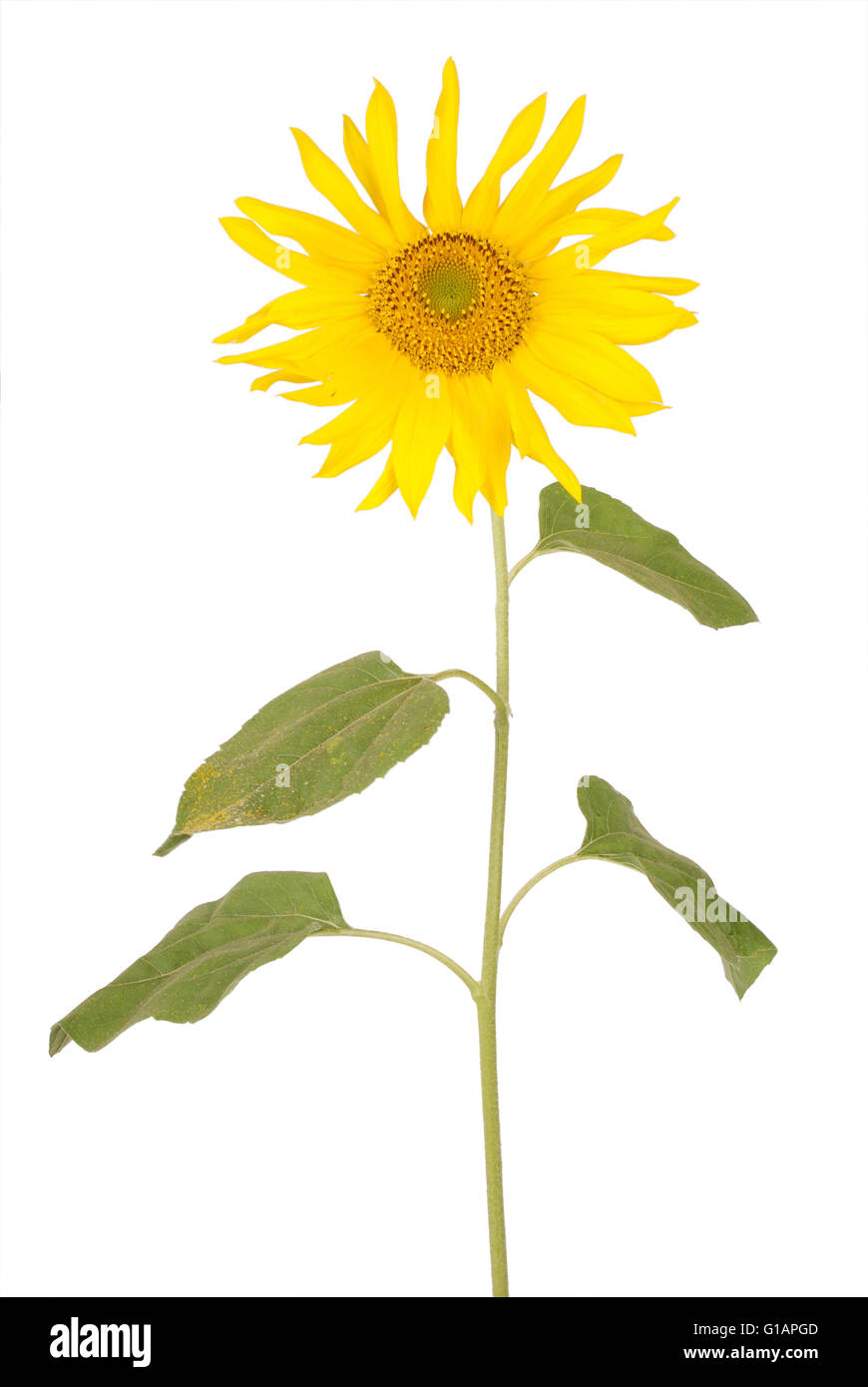 Beautiful yellow sunflower isolated on white Stock Photo - Alamy
