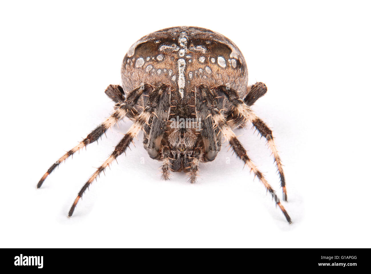 Female spider crusader hi-res stock photography and images - Alamy