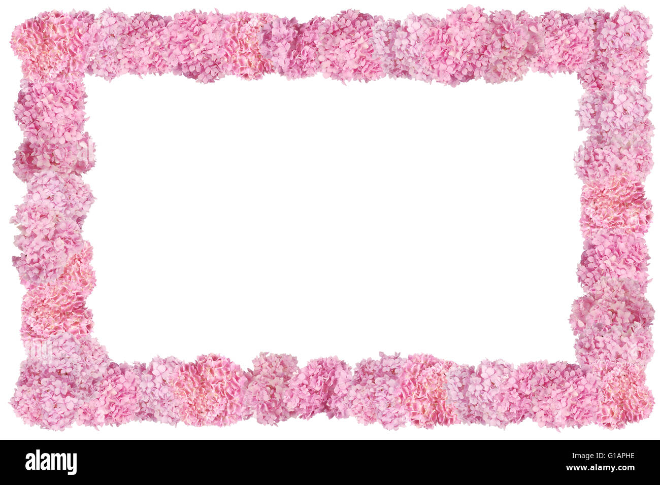 Beautiful Pink hydrangeas flower frame. Natural color. Isolated on ...