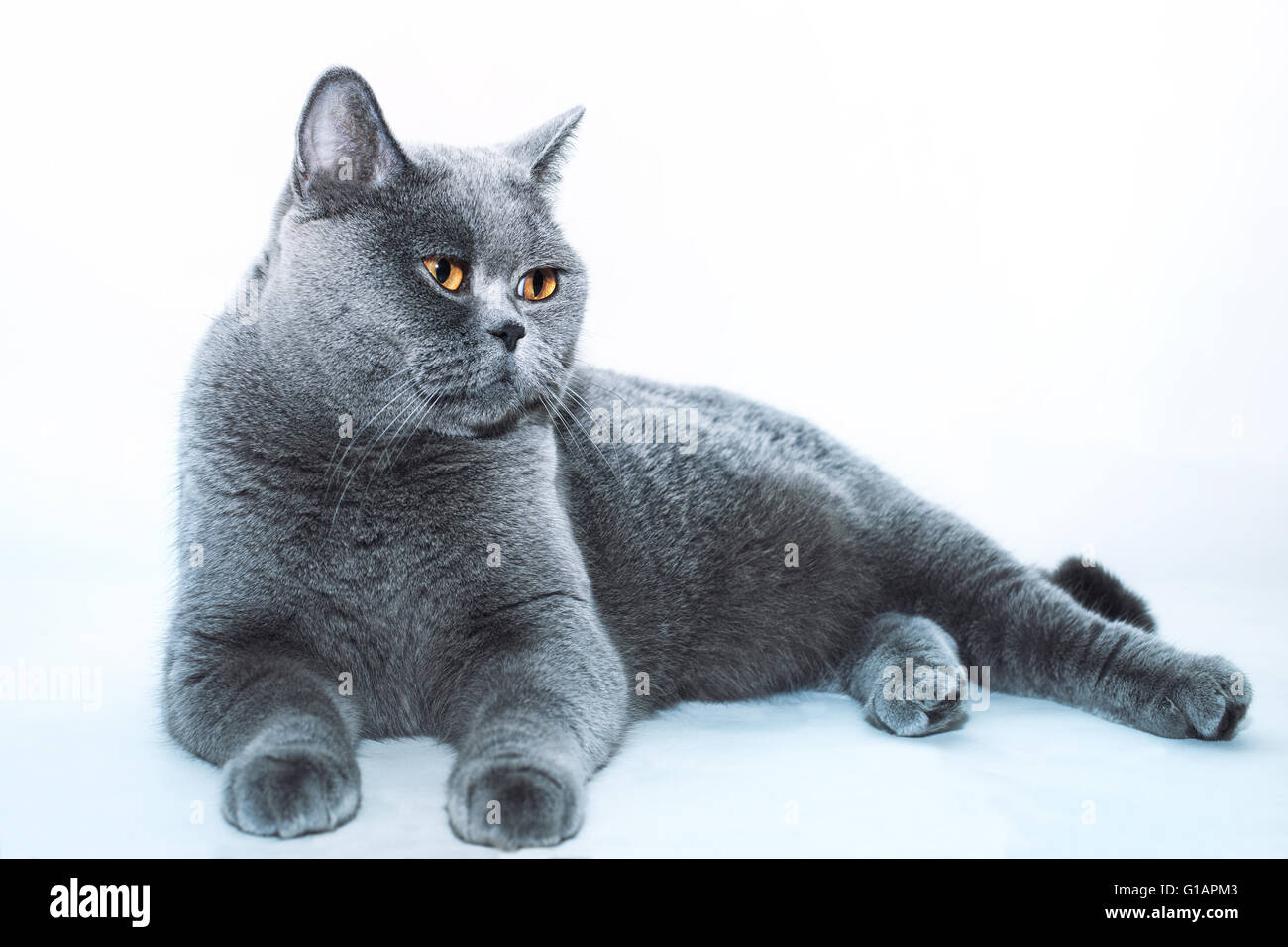 Beautiful Gray British cat closeup Stock Photo - Alamy