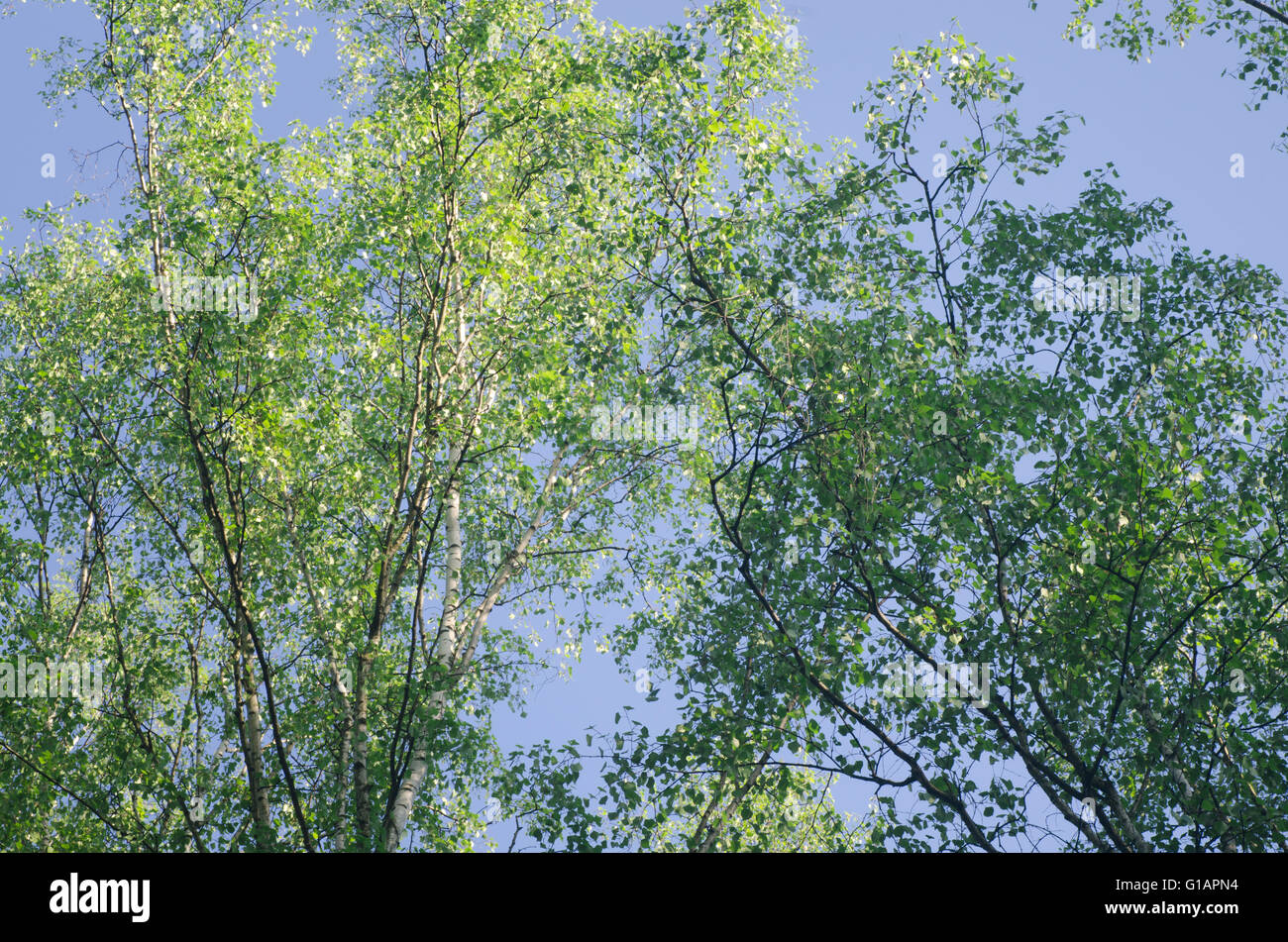 Spring green leaves hi-res stock photography and images - Alamy
